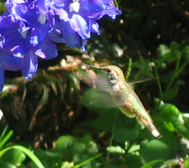 Discovering Love: A hummingbird's heart