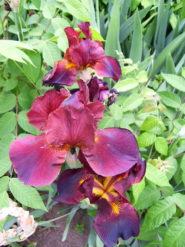 Orange explains it all: red not brown