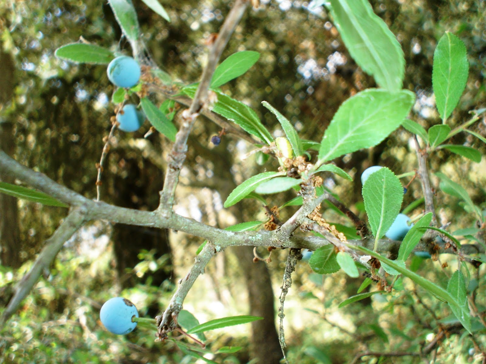 Les Receptes d'Amparo: Patxaran