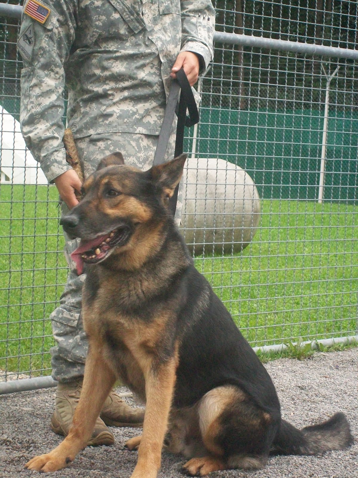 The Borkes: Military Police Dogs
