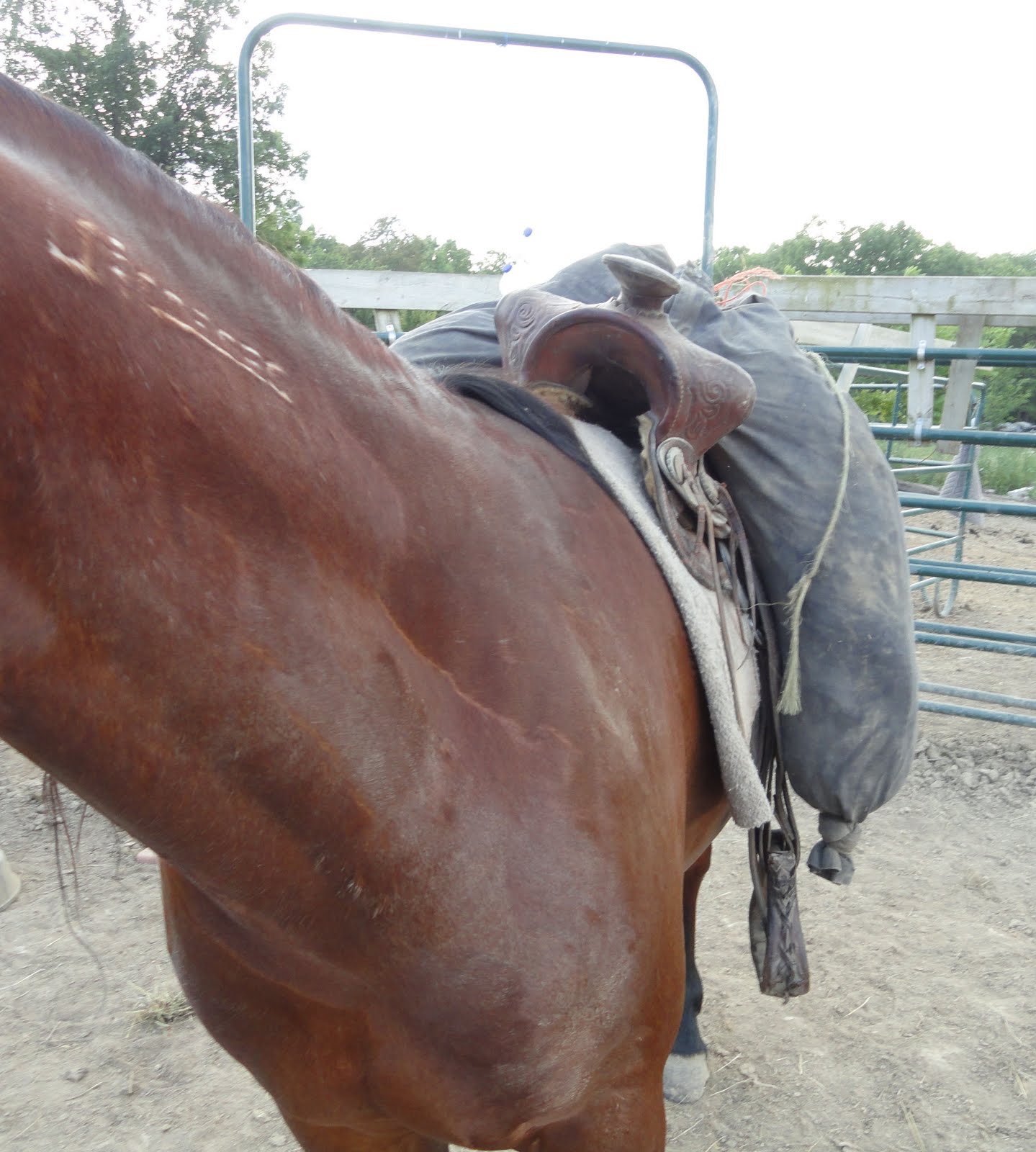 Mustang Dreams....: What a fantabulous day! Just beautiful.....