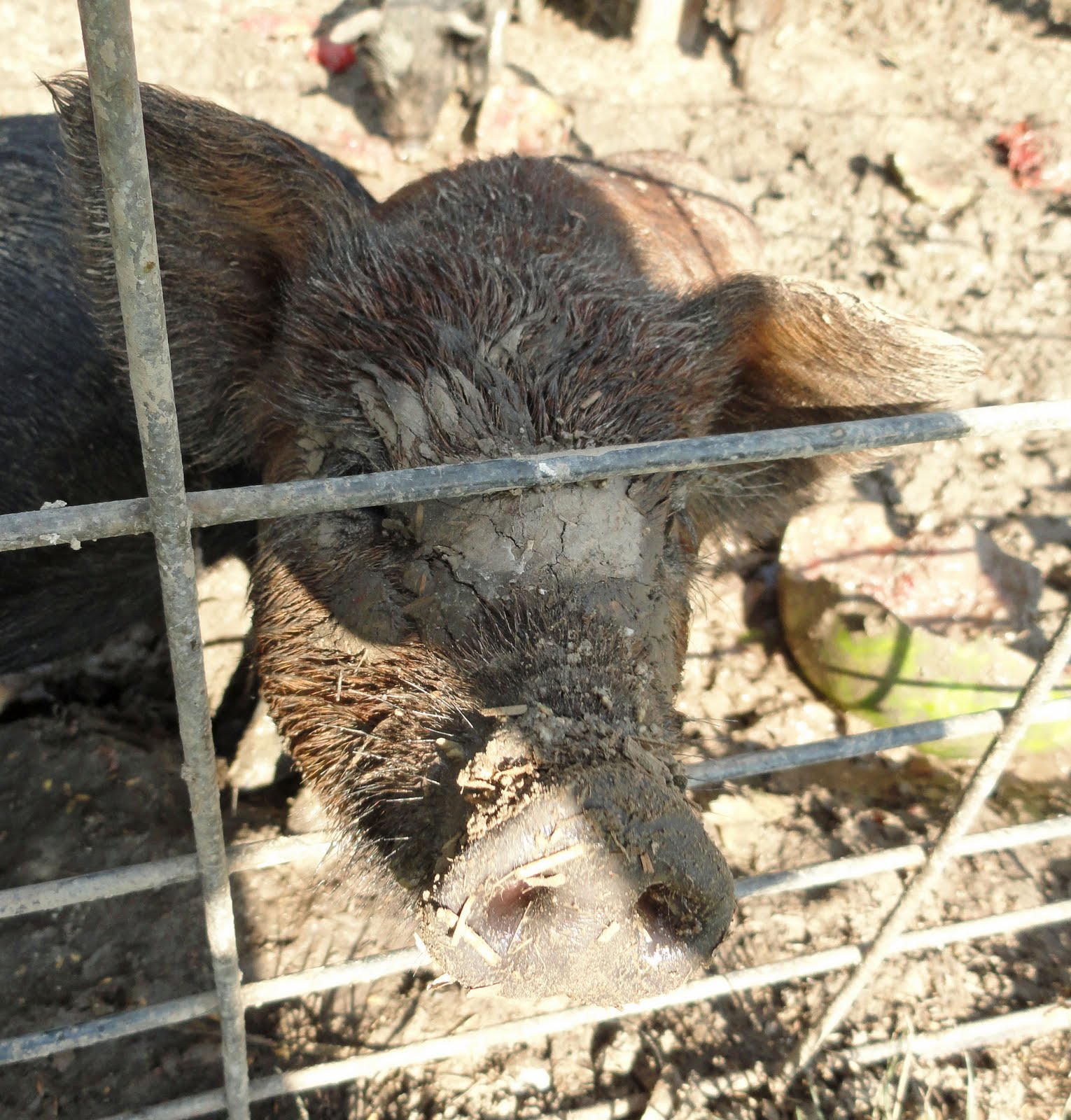 Mustang Dreams....: Visit to Walk-About Acres.....