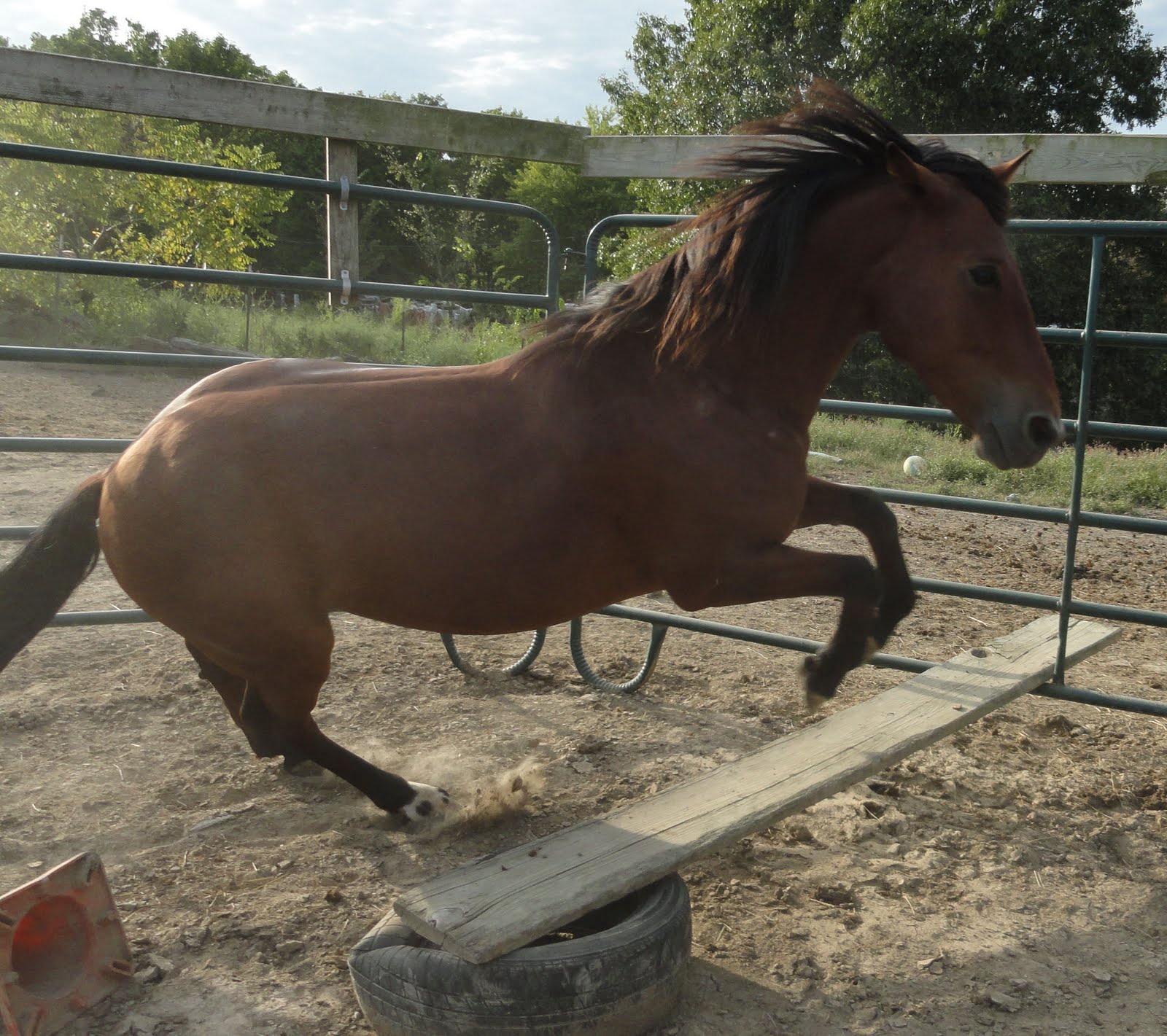 Mustang Dreams....: The journey back to the saddle....