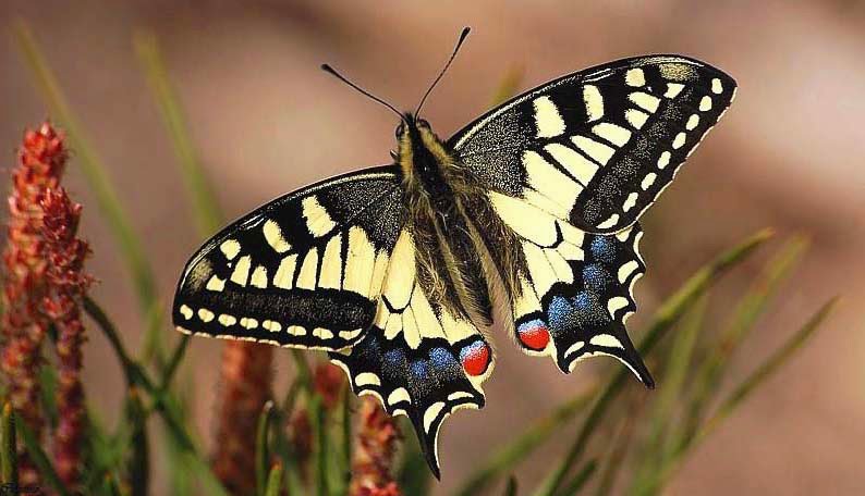les papallones | Un altre bloc XTECBlocs