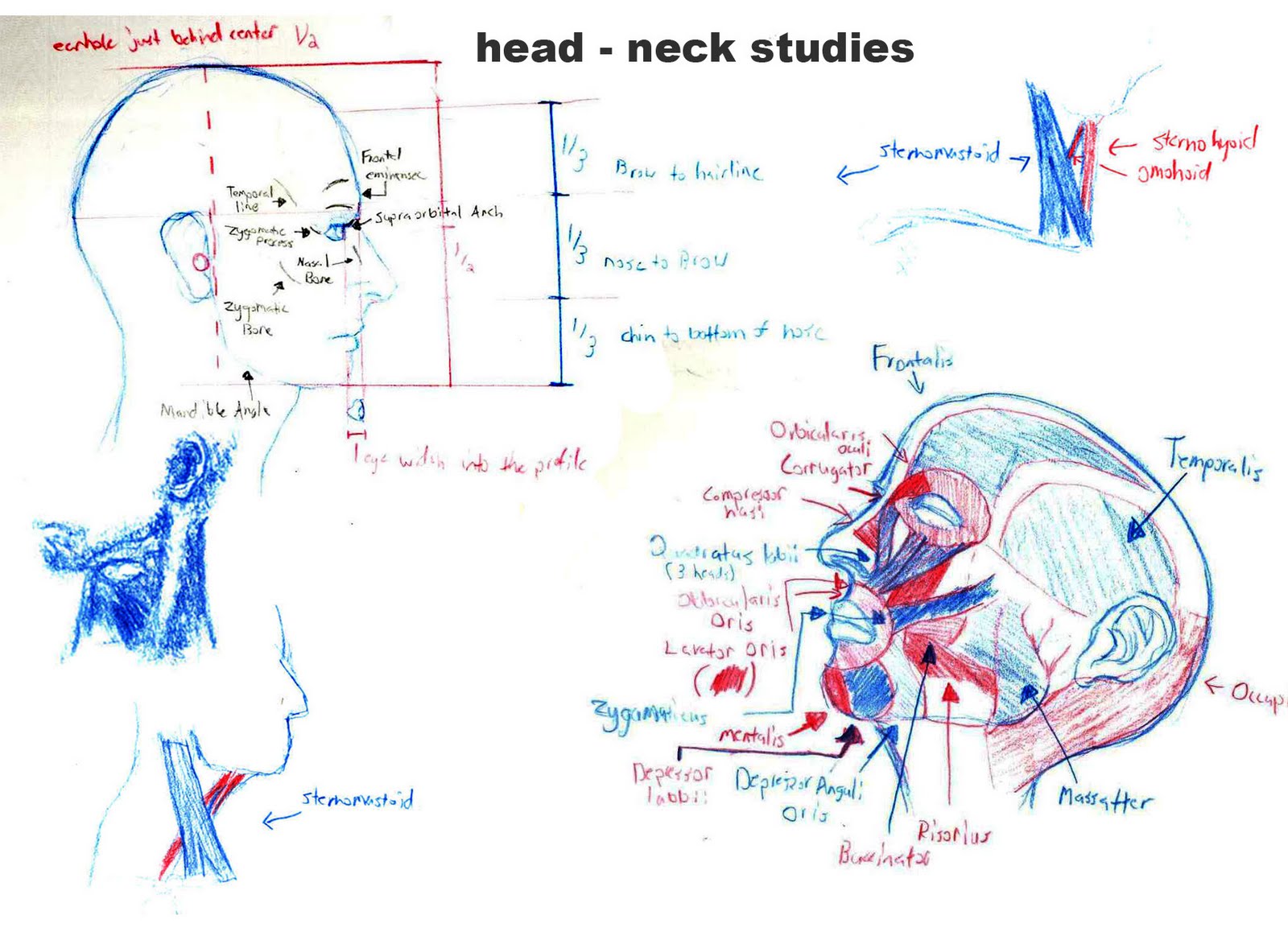 Anatomy Studies: Head and Neck Studies
