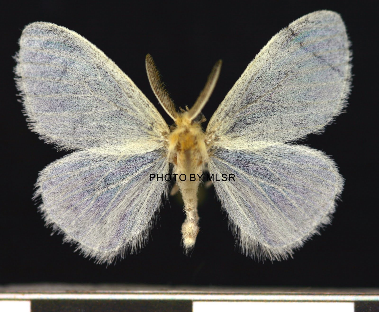 臺灣蛾訊 MOTHS of Taiwan: 九月 2010