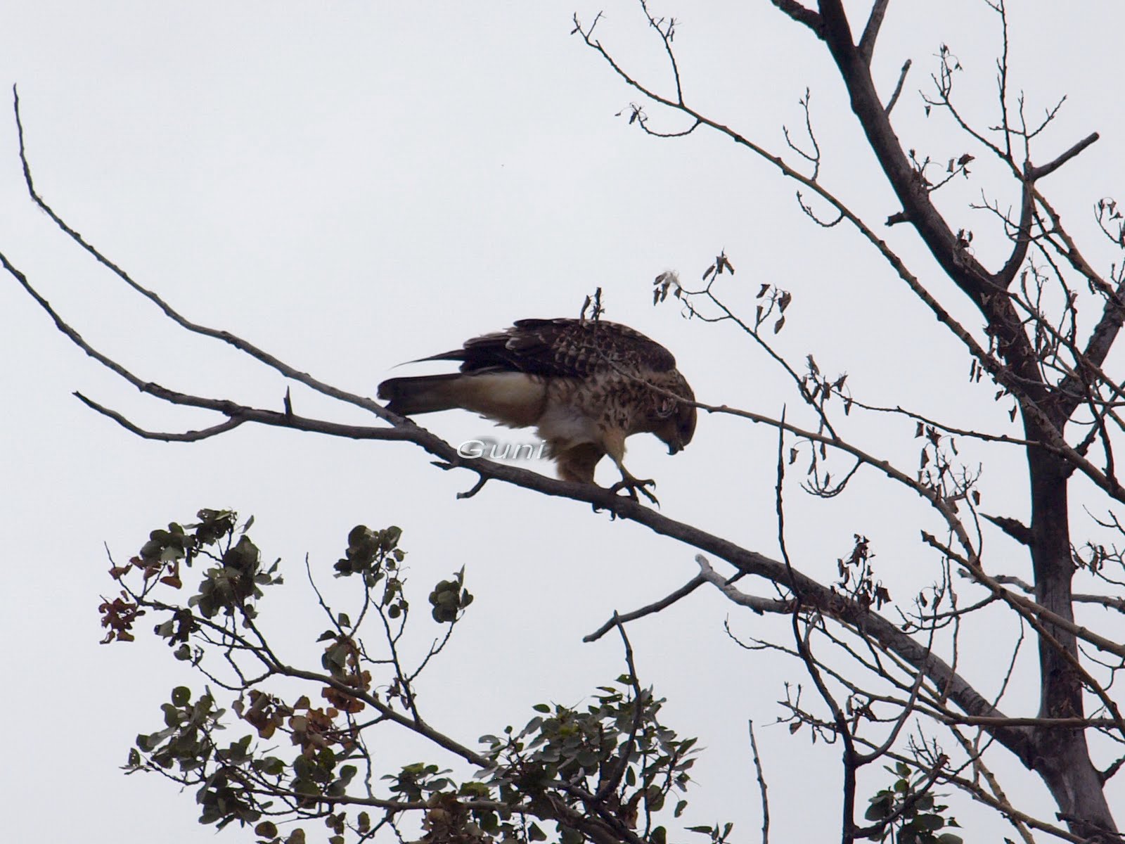 Susan's headspace: Ferruginous hawk: rare sighting