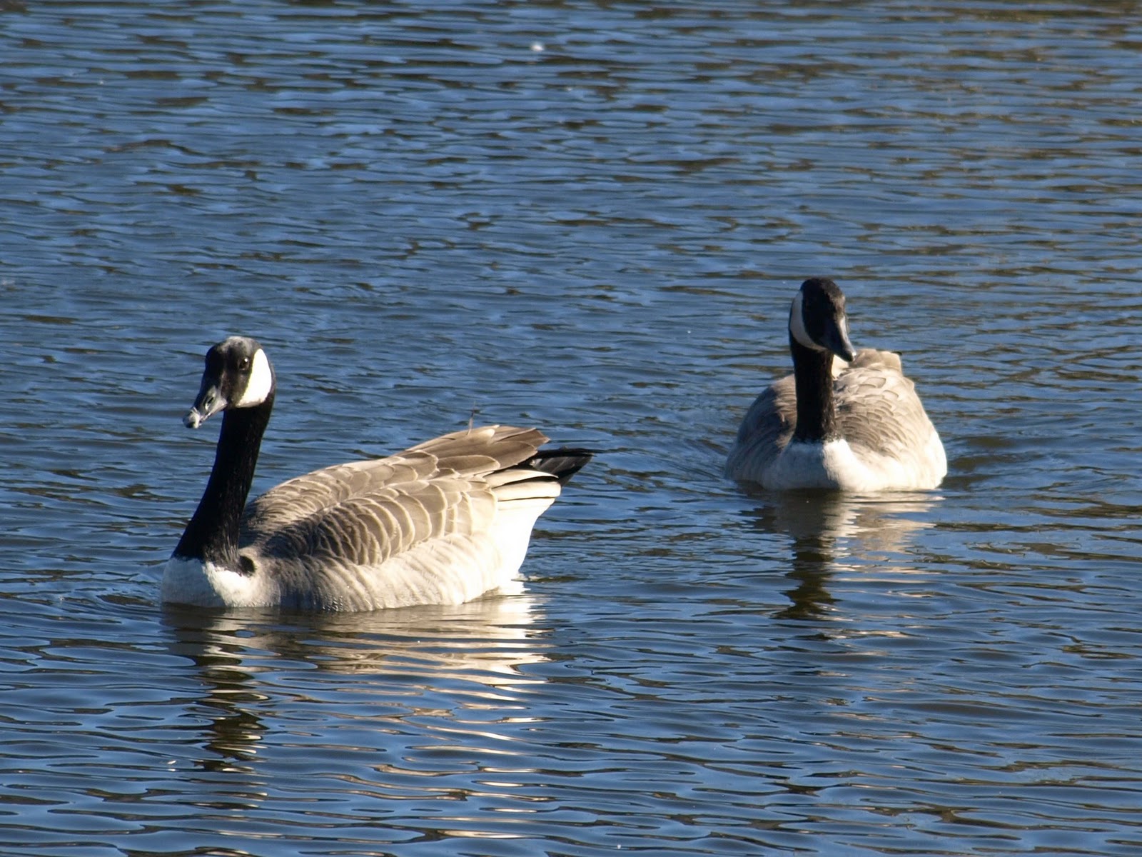 Susan's headspace: Canada Goose: Species and subspecies