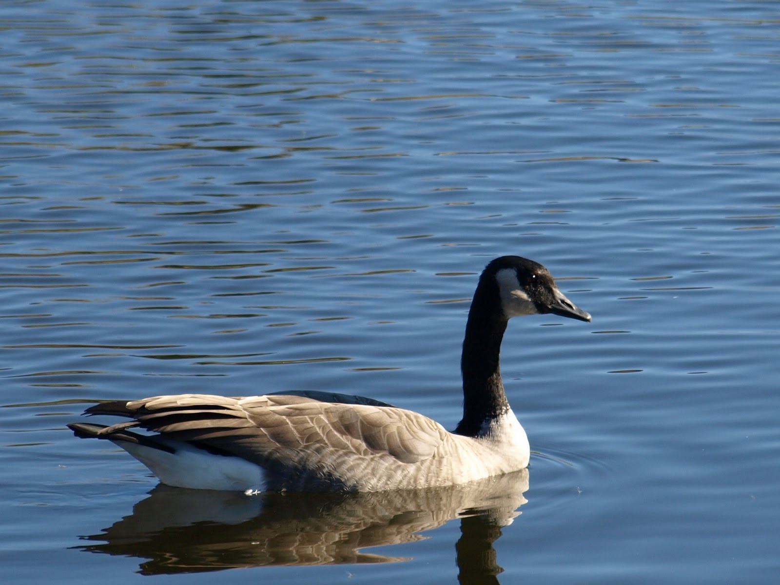 Susan's headspace: Canada Goose: Species and subspecies