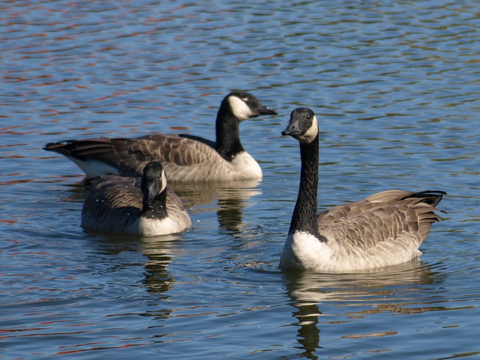 Susan's headspace: Canada Goose: Species and subspecies