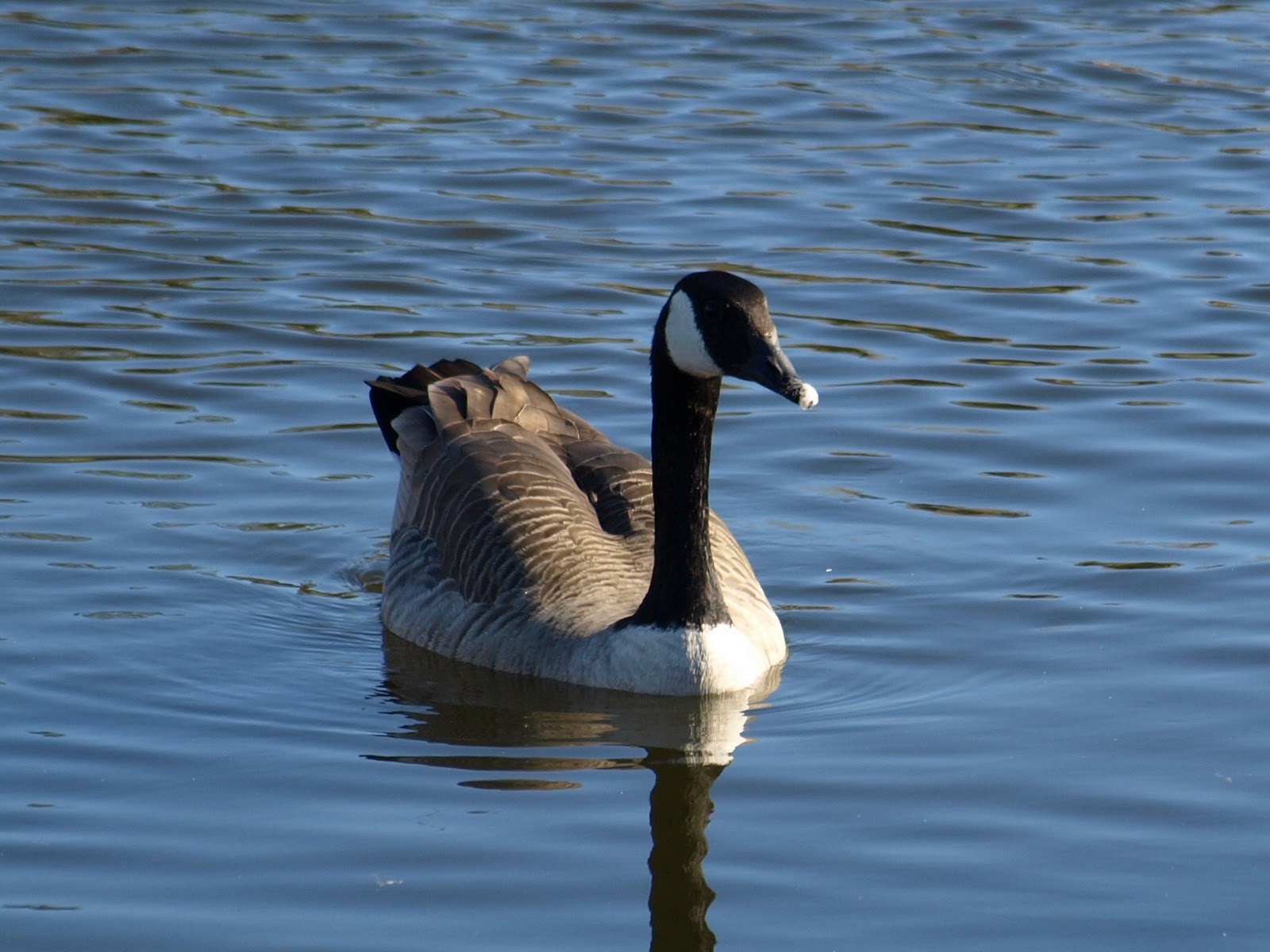 Susan's headspace: Canada Goose: Species and subspecies