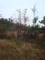 The Writing and Art of Andrew Thornton: Spruce Flats Bog...