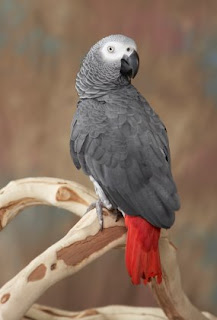 PurerAir.com: Air Purifier for Powder Down Birds from PurerAir.com