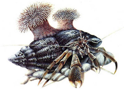 Terra Online: Paguro