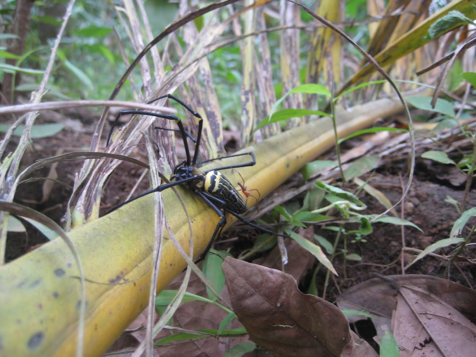 S.M.R.: Really, really gross spiders -- they live just at the level of ...