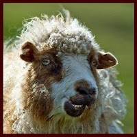 Sometimes I Think: The Ugliest Sheep Contest
