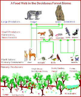 Temperate Deciduous Forests: Food Web for Deciduous Forests