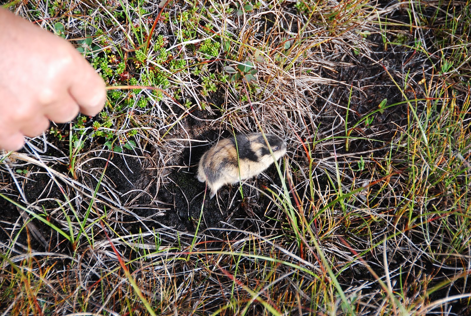 Norsk Zoologisk Forening Sørlandsavdelingen: LEMEN-ÅR i Setesdalsheiene!