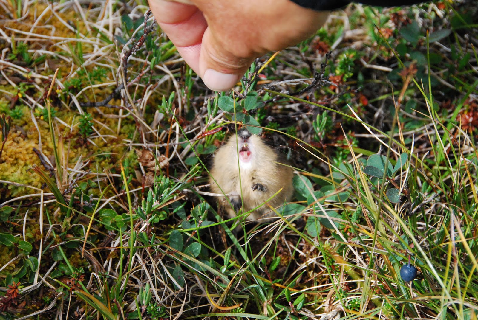 Norsk Zoologisk Forening Sørlandsavdelingen: LEMEN-ÅR i Setesdalsheiene!