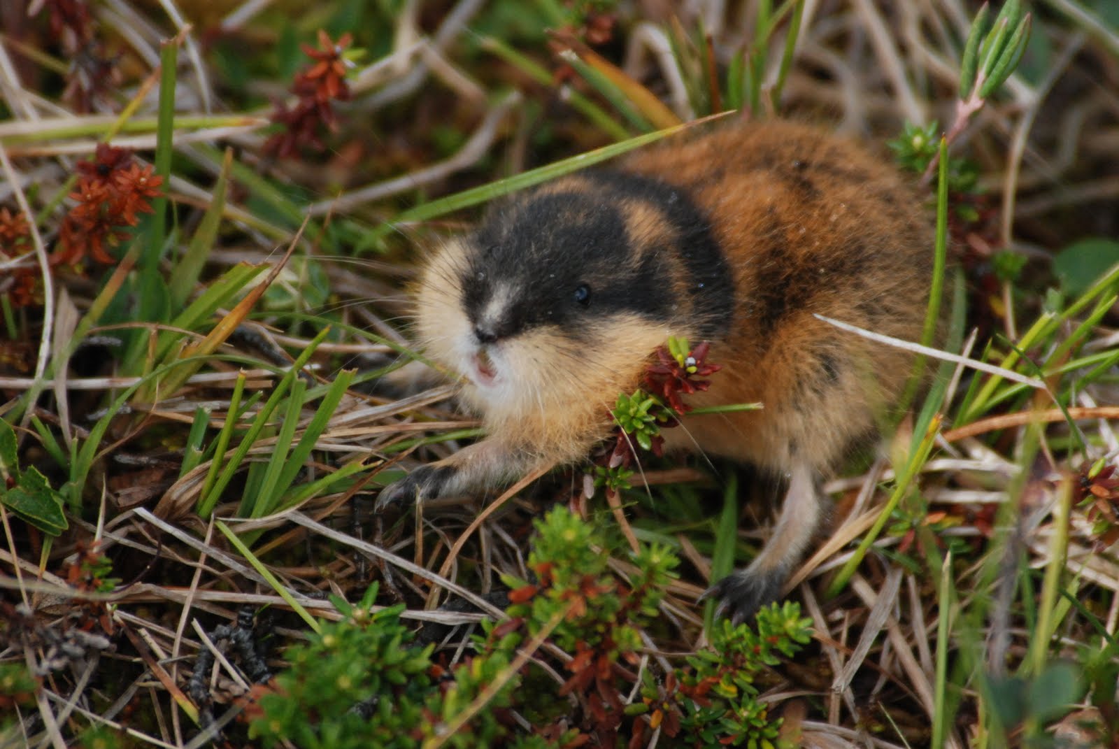 Norsk Zoologisk Forening Sørlandsavdelingen: Dagens art.20 september.Lemen