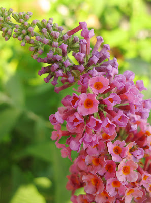 [Téléchargement] Buddleja Bicolour Butterfly Bush Buddleia Weyeriana ...