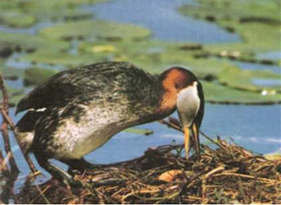 Todas las aves: La incubación en las aves