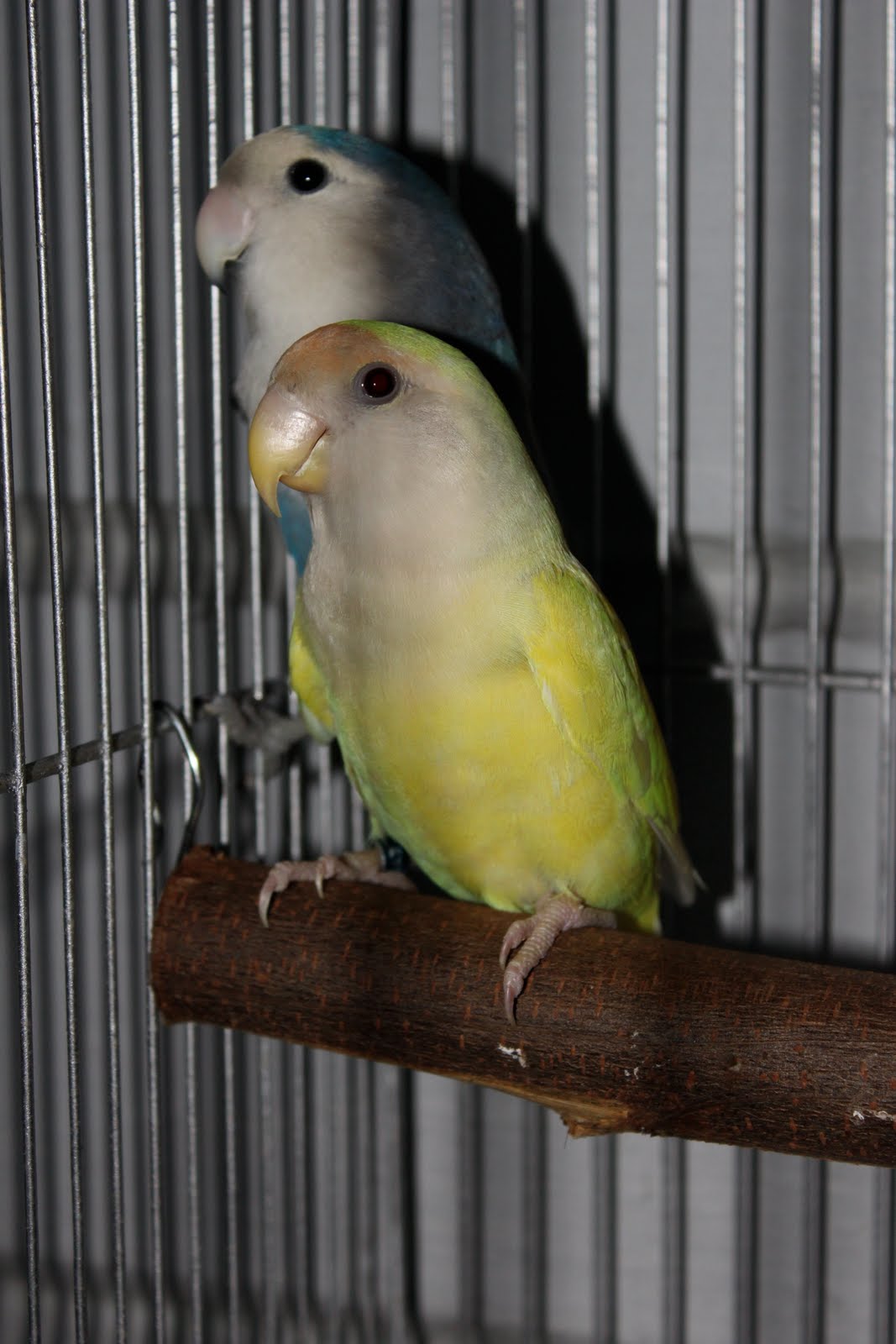 WattaBird! Breeding WhiteHood Opaline African LoveBirds (Pair 2)