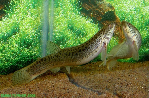 Data Dan Fakta: Loach