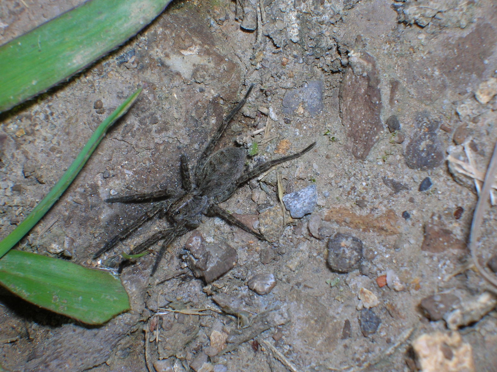 Caught a wolf spider! :D | Arachnoboards