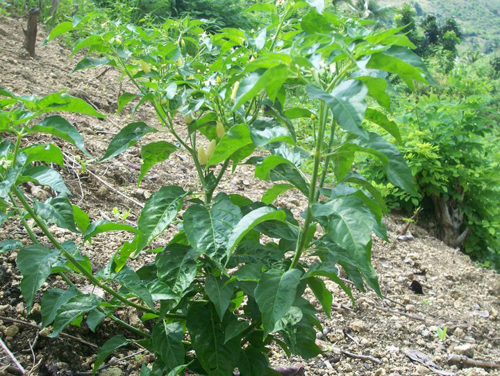 The Nature's Market: Philippine Chili Peppers (Tagalog-Siling Labuyo ...