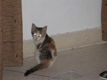 The Llama Blog: Hundreds of cats, thousands of cats, millions and ...