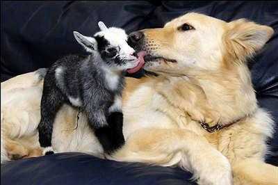 The Animals Love Wallpapers And Photos, Collections - Awesome Wallpaper