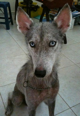 The Rehomers: ADOPT: Demon the active, cheerful, adorable 5yo male husky