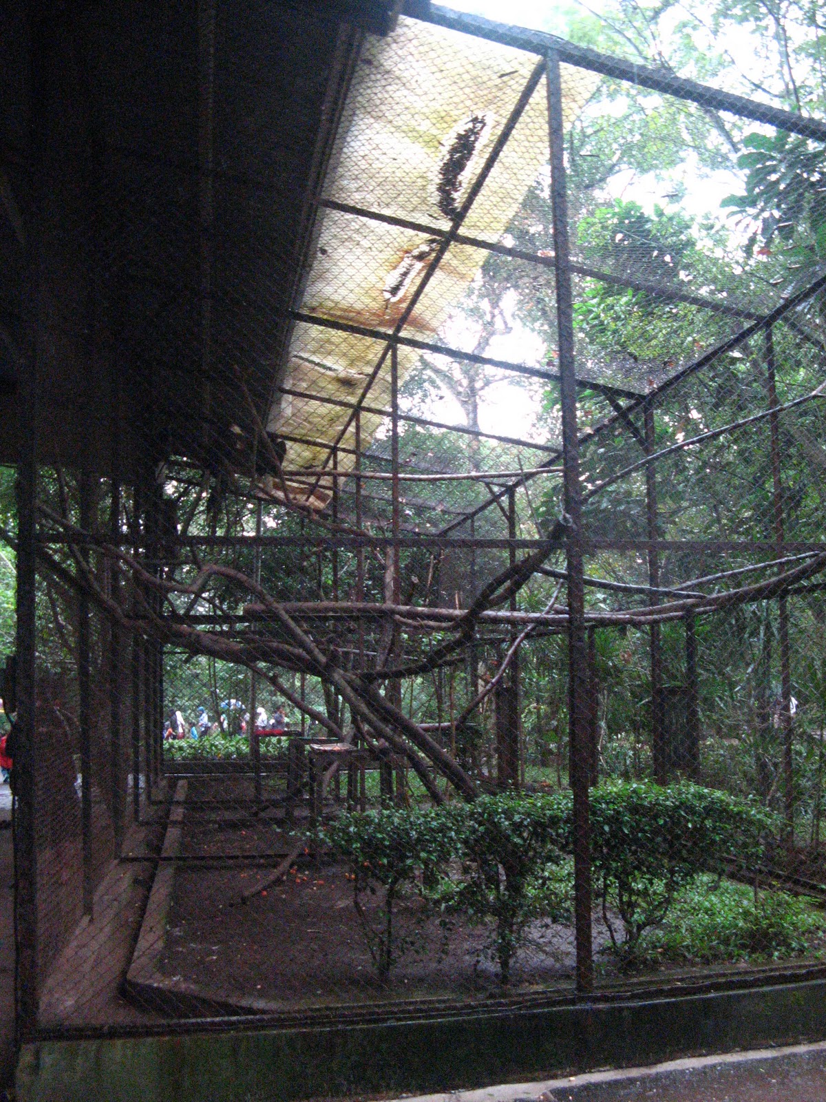 Sebana Hornbills
