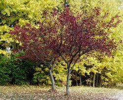 Christy's Garden: Malus 'Royalty' (Crabapple)