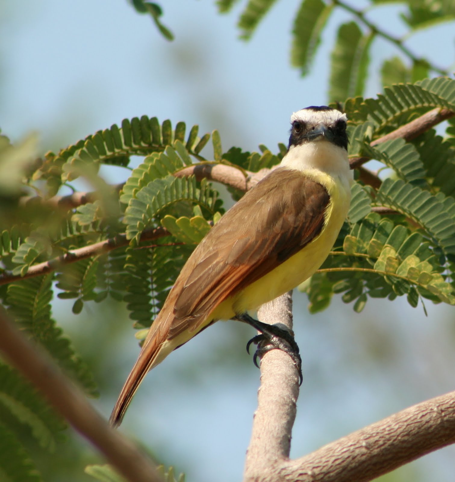 South Englishtown Gazette: Belize Bird of the Week #4 – Great Kiskadee ...