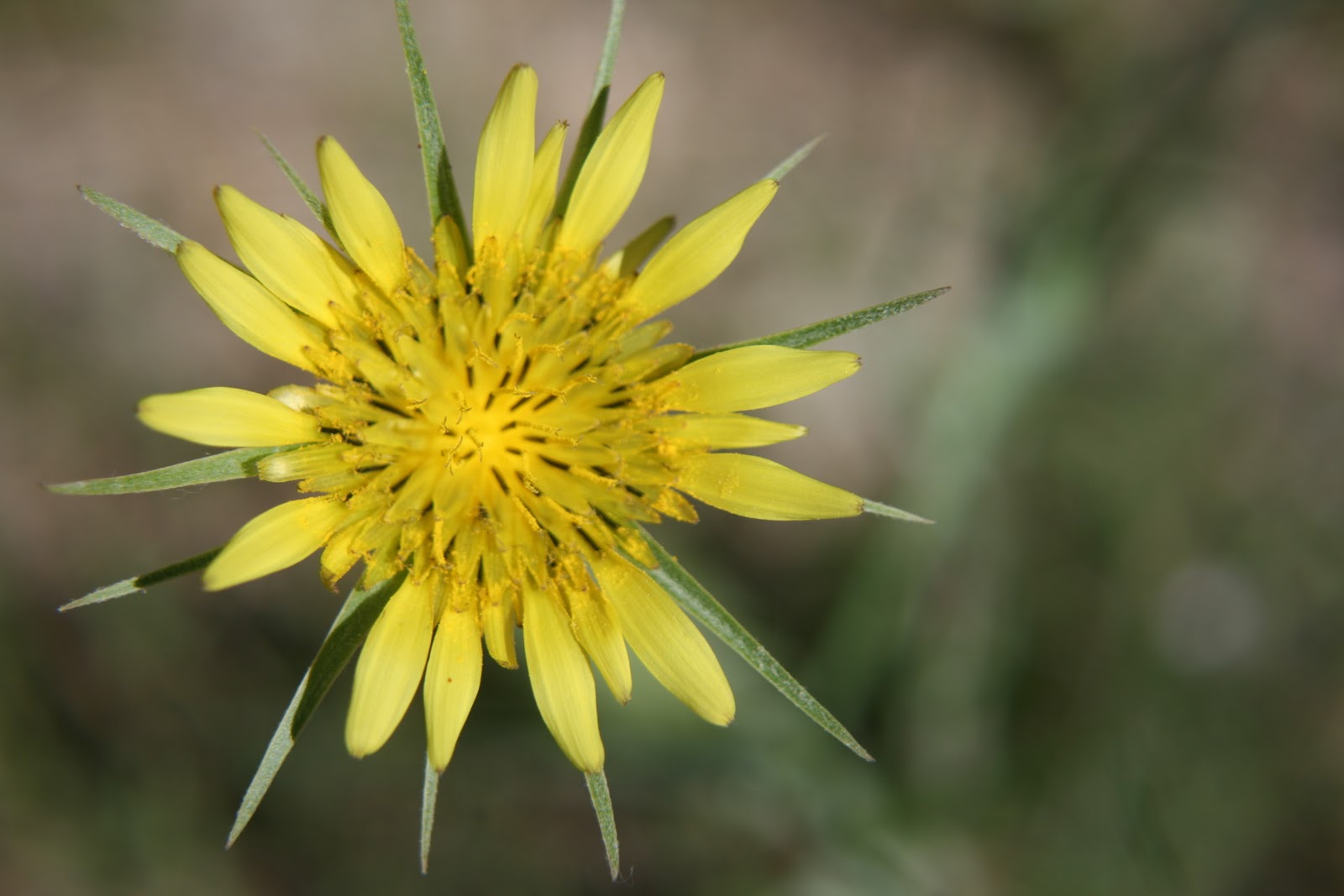 Southern Belle's Adventures: Montana Wildflowers (Macro)