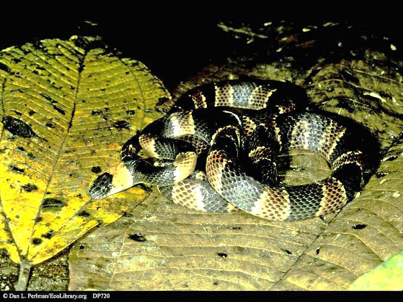 LEAVES OF GRASS: MIMICRY AND CAMOUFLAGE... MIMESTISMO E CAMUFLAGEM...