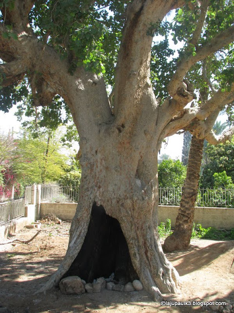 THROUGH THE LAND OF ISRAEL III: The Traditional Sycamore Tree of ...