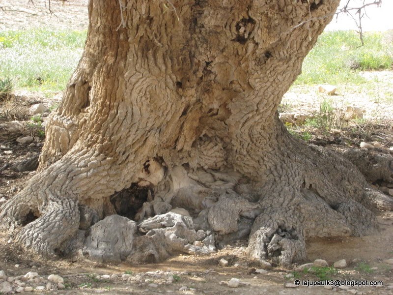 THROUGH THE LAND OF ISRAEL III: Terebinth or Pistacia atlantica. The ...