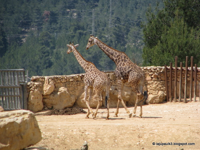 THROUGH THE LAND OF ISRAEL III: Bible Land Preserve, Jerusalem Zoo ...