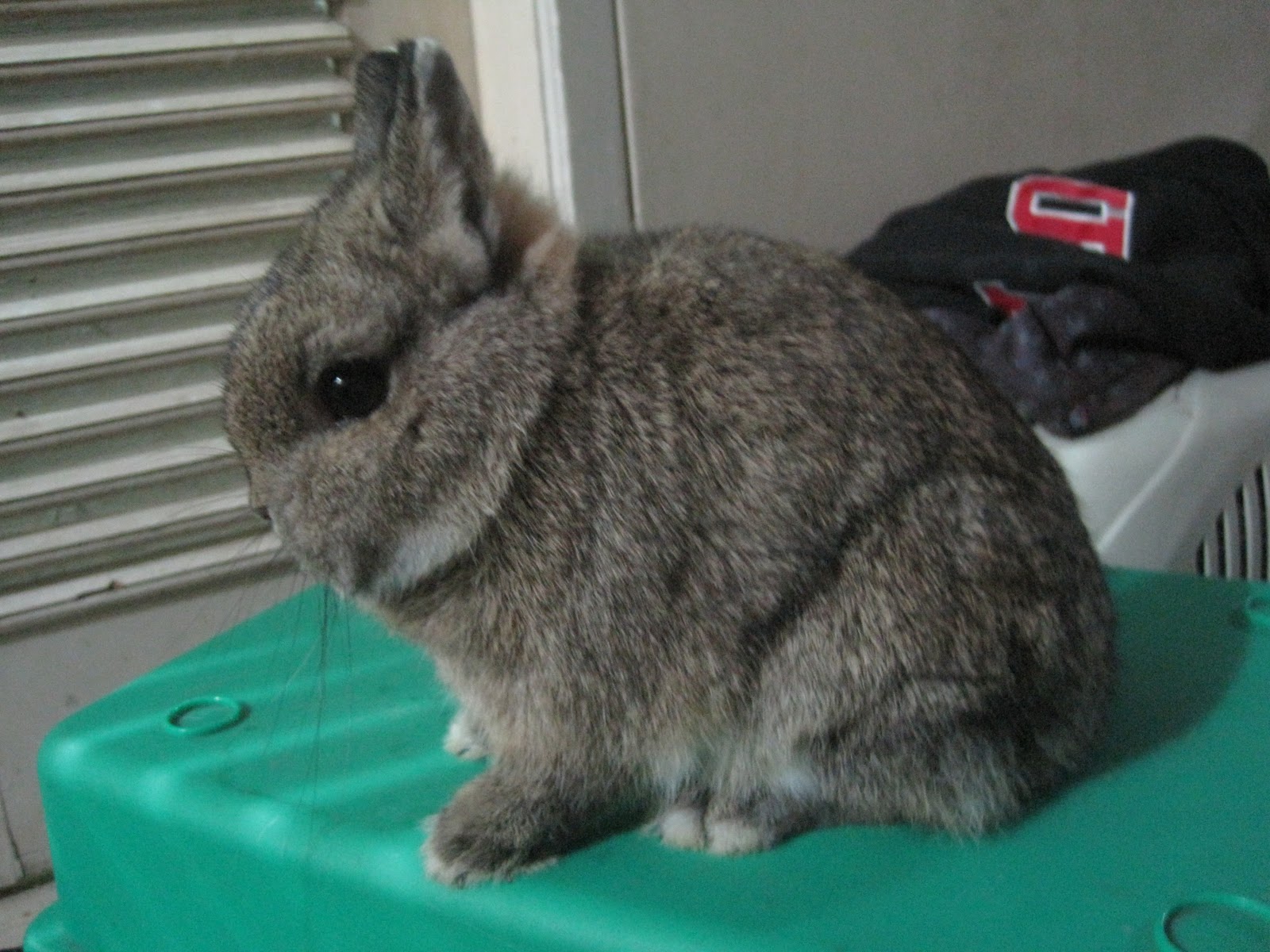 Netherland Dwarf Rabbit Jakarta [ NDRJ ]: Netherland Dwarf Rabbit ...