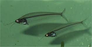 Babysteps: The Amazing Invisible Fish