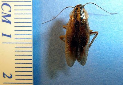 Bugs Bug Me: How do I get rid of cockroaches for good?