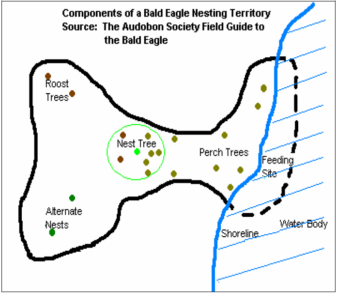 Vancouver Island Big Trees: Bald Eagles and Big Trees