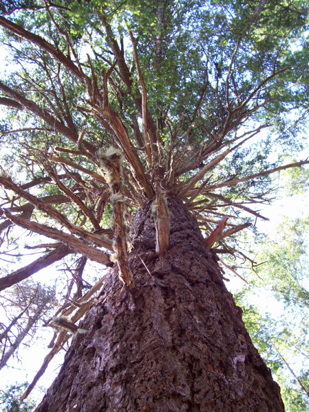 Vancouver Island Big Trees: Getting High For Big Trees - Climbing Mt ...