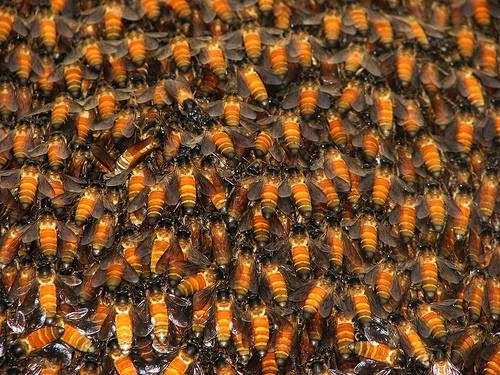 JORGE GAJARDO ROJAS: INSECTOS SOCIALES CEREBROS DISTINTOS