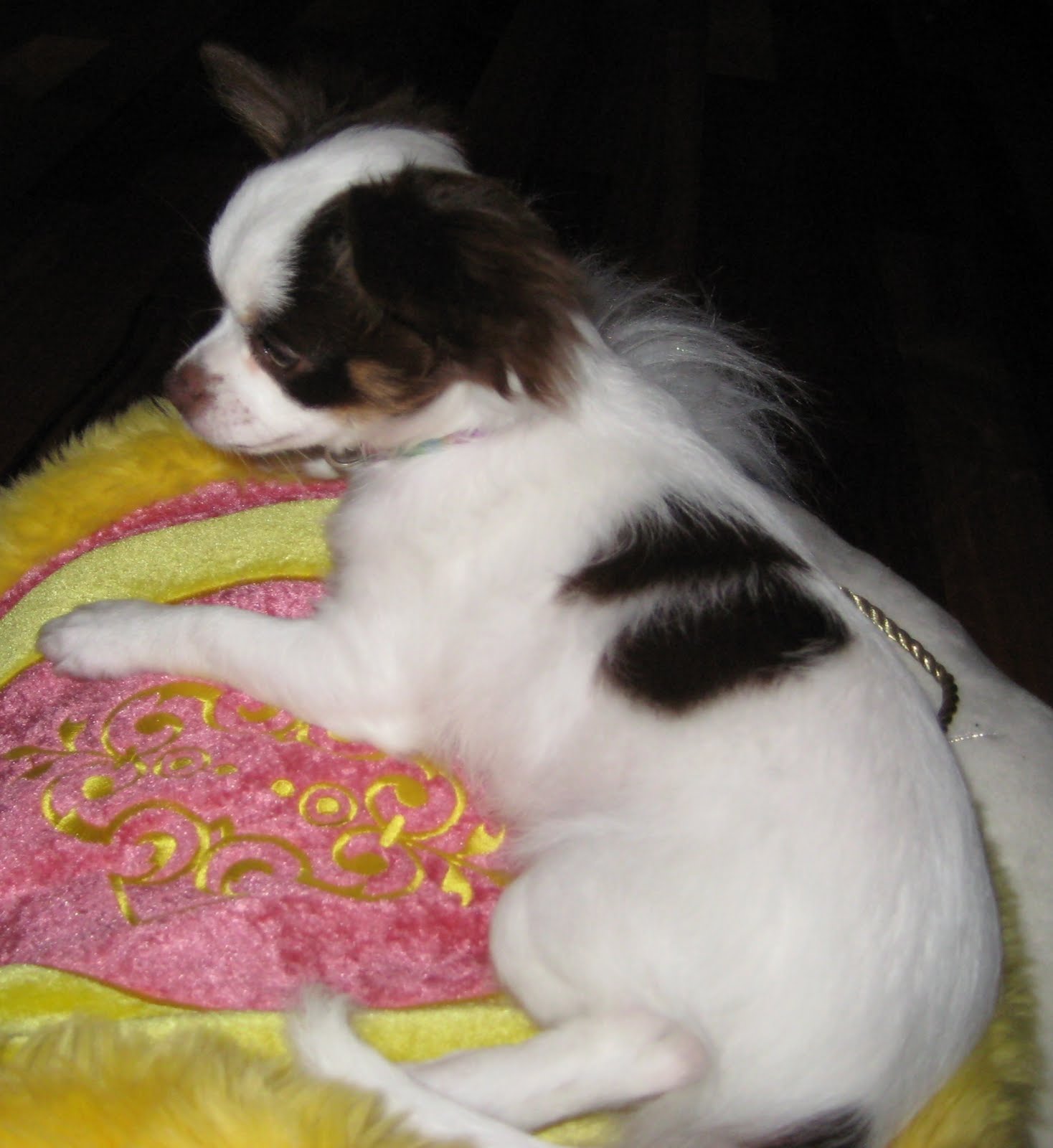 Chihuahua Crazy Daze