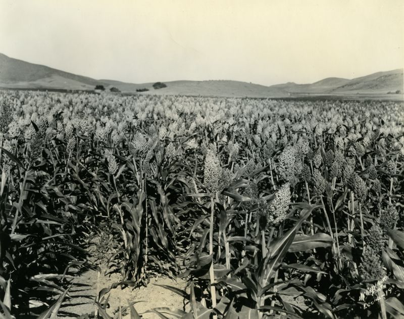 Leona Valley Ranch: Milo Maize (Sorghum) to feed dairy cows - about 1927