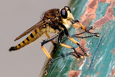 RiverWalking: Attack of the killer helicopter bugs